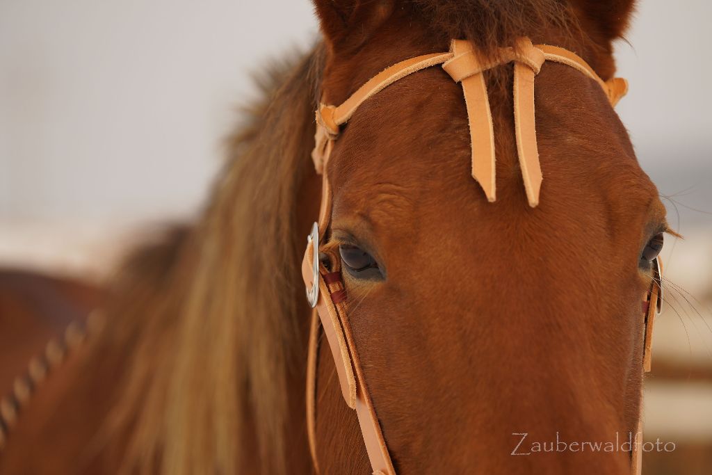 Bernd Hackl Pferdetraining